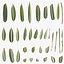 Anydrafts Sasa Fortunei Leaf 01 Textures 3D Model - TurboSquid 2345478