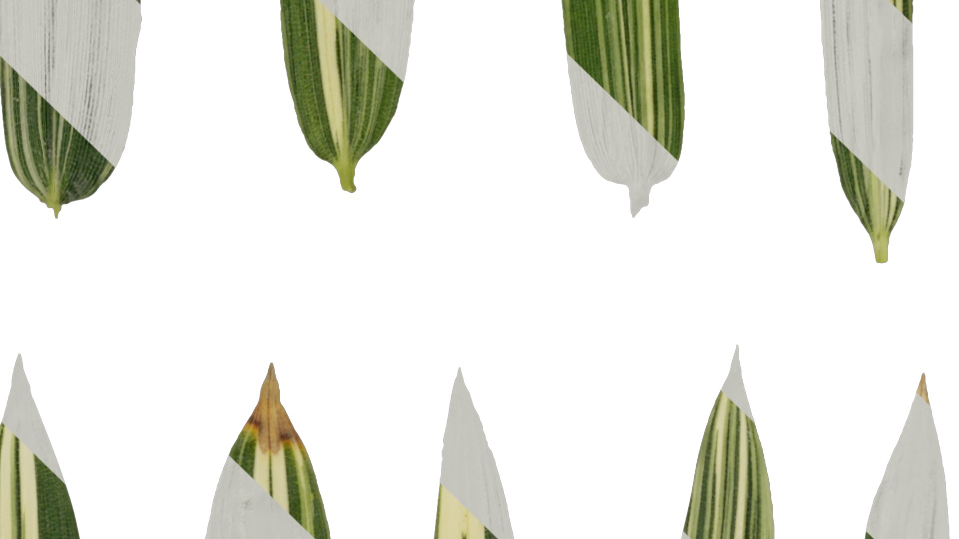 Anydrafts Sasa Fortunei Leaf 01 Textures 3D Model - TurboSquid 2345478