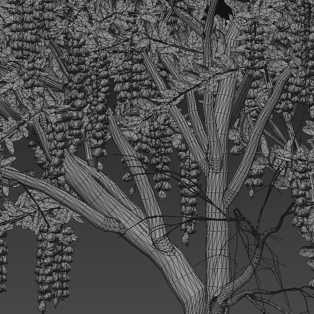 Set Of Weeping Golden Chain Or Weeping Laburnum Tree - 2 Trees 3D ...