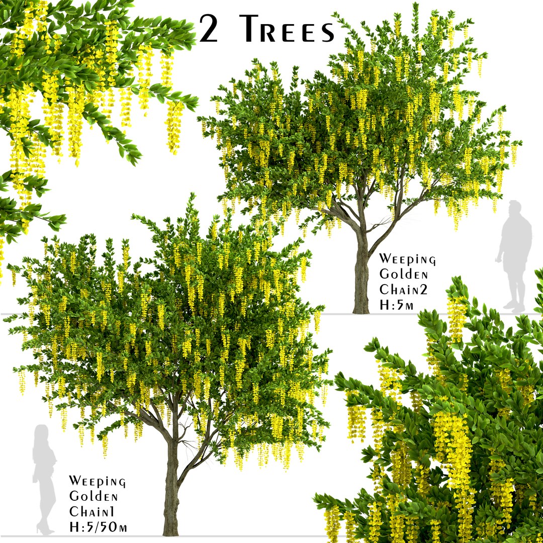 Set Of Weeping Golden Chain Or Weeping Laburnum Tree - 2 Trees 3D ...