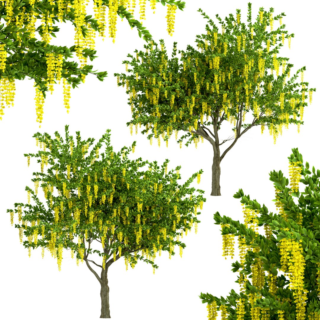 Set Of Weeping Golden Chain Or Weeping Laburnum Tree - 2 Trees 3D ...