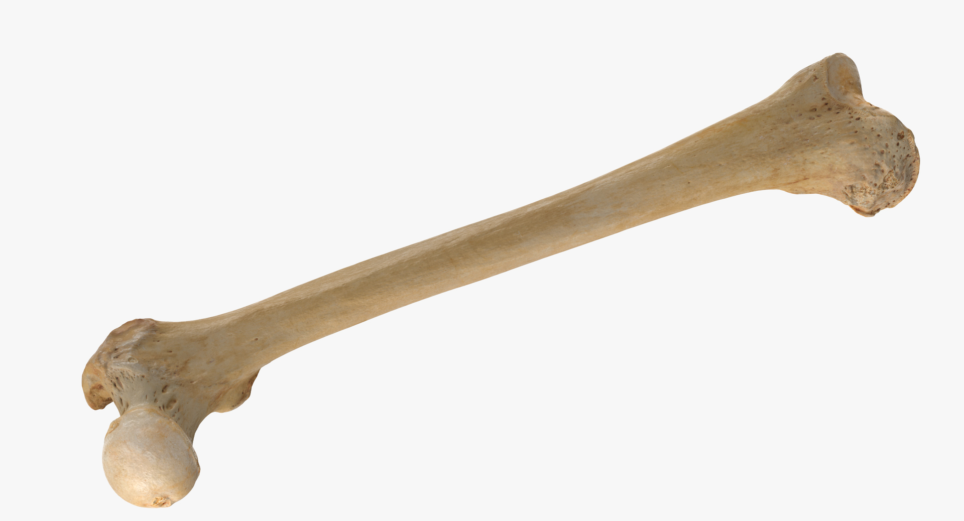 3D Human Bones 01 - TurboSquid 1499024