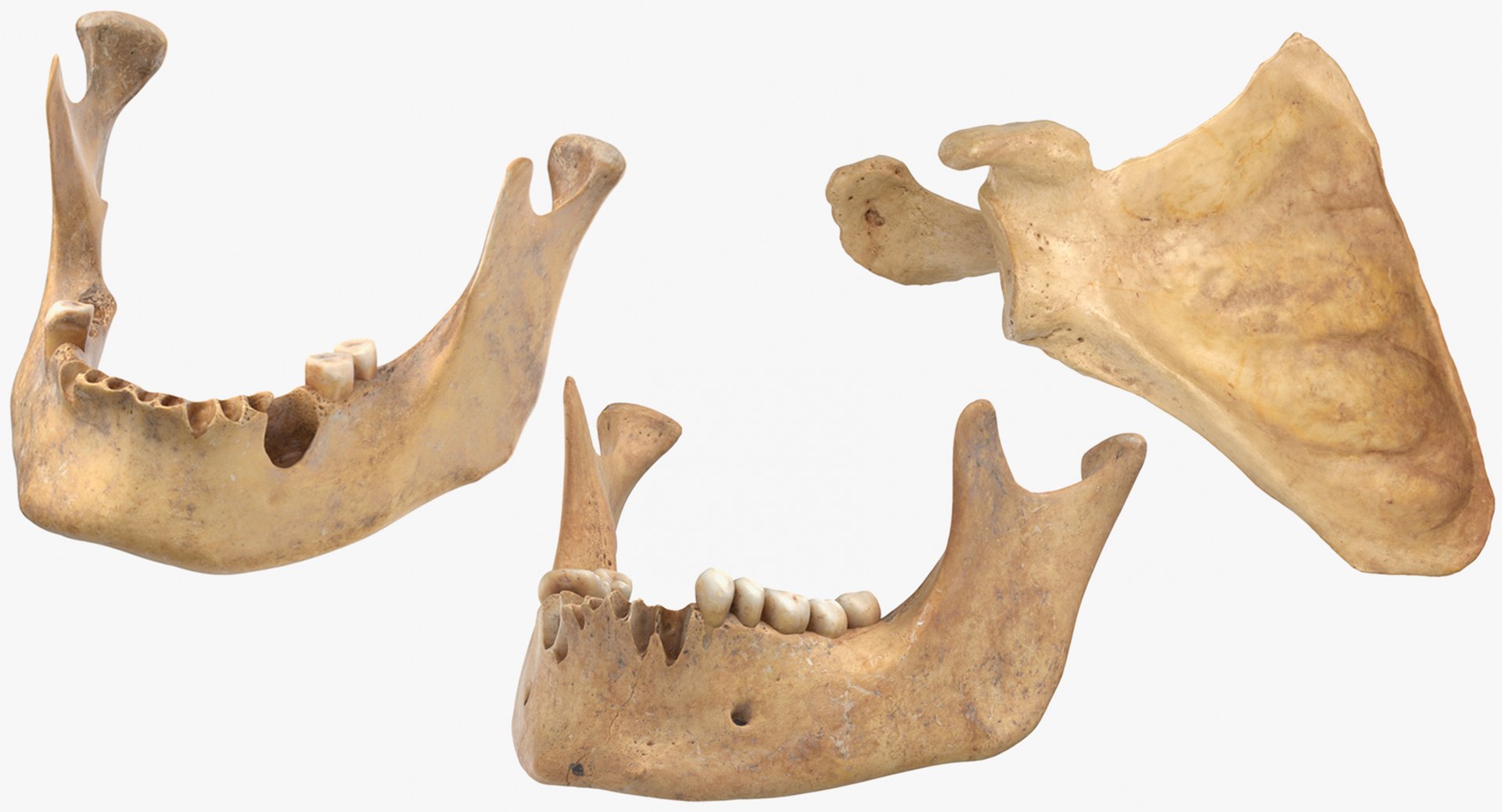 3D Human Bones 01 - TurboSquid 1499024