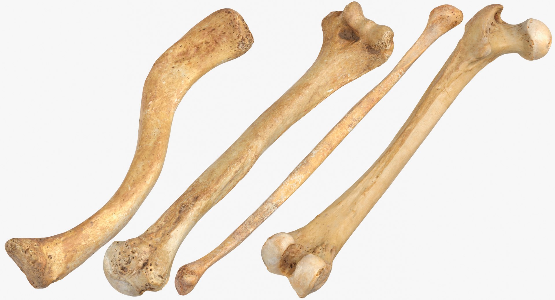 3D Human Bones 01 - TurboSquid 1499024