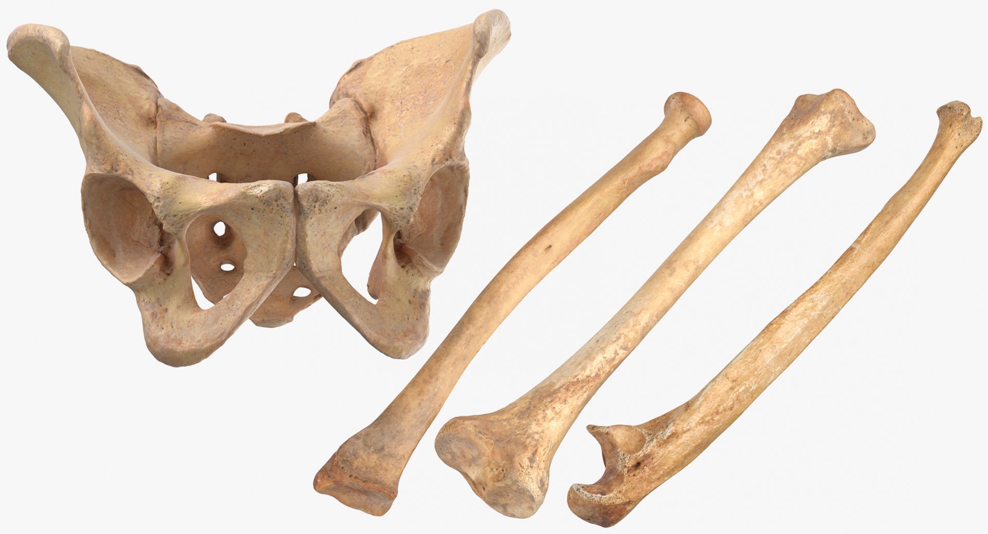 3D Human Bones 01 - TurboSquid 1499024