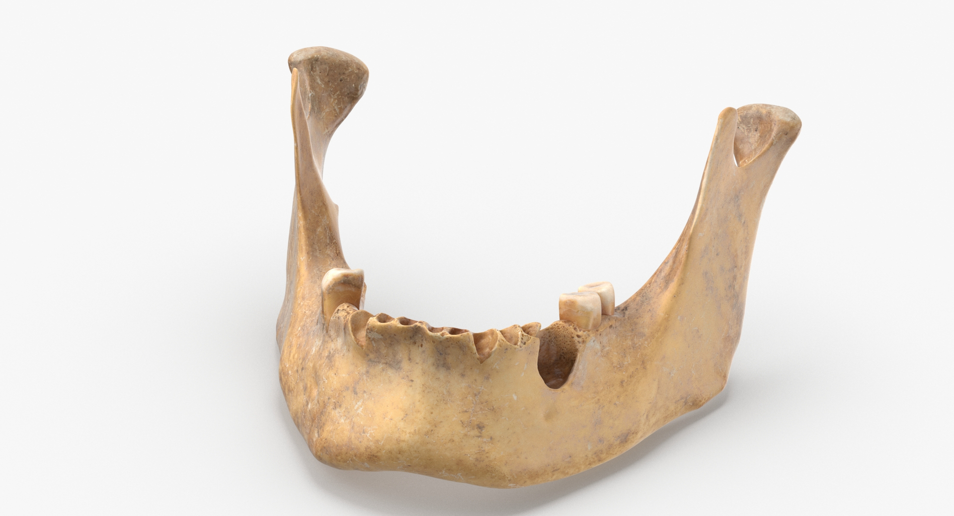 3D Human Bones 01 - TurboSquid 1499024