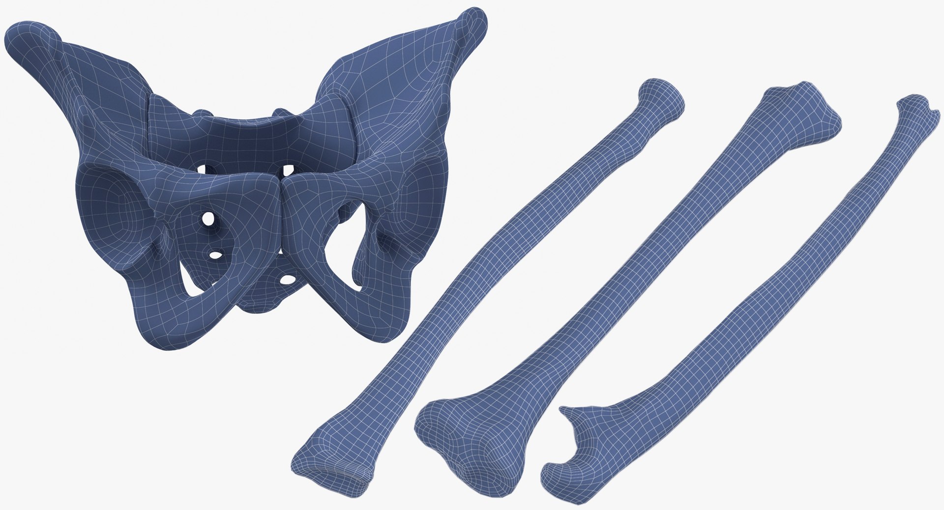 3D Human Bones 01 - TurboSquid 1499024