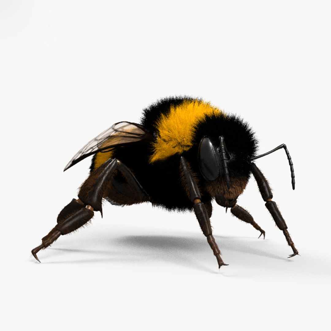 3D bumblebee bumble bee model - TurboSquid 1361158