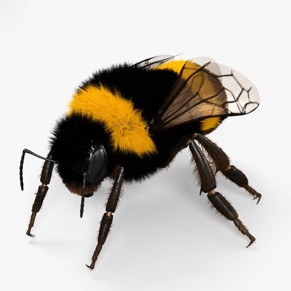 Bumblebee 3D Models for Download | TurboSquid
