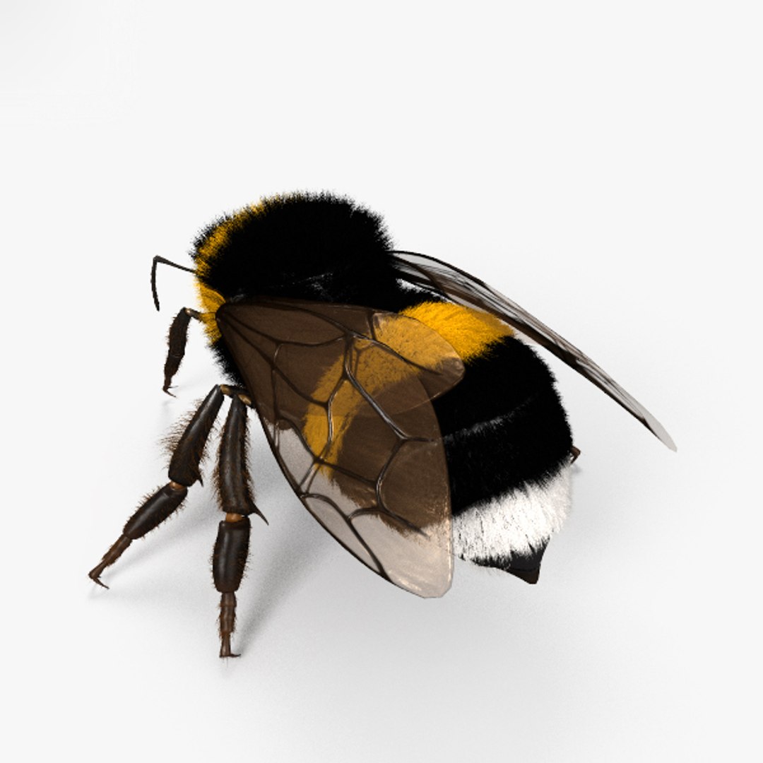 3D bumblebee bumble bee model - TurboSquid 1361158