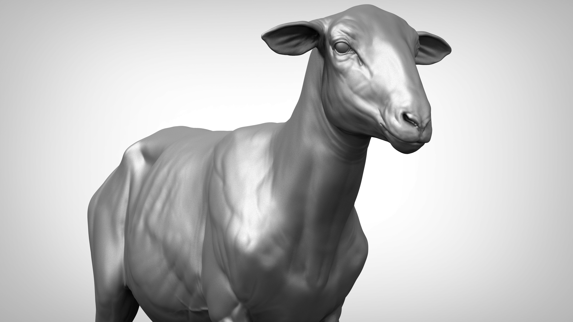 Sheep zbrush 3D model - TurboSquid 1638274