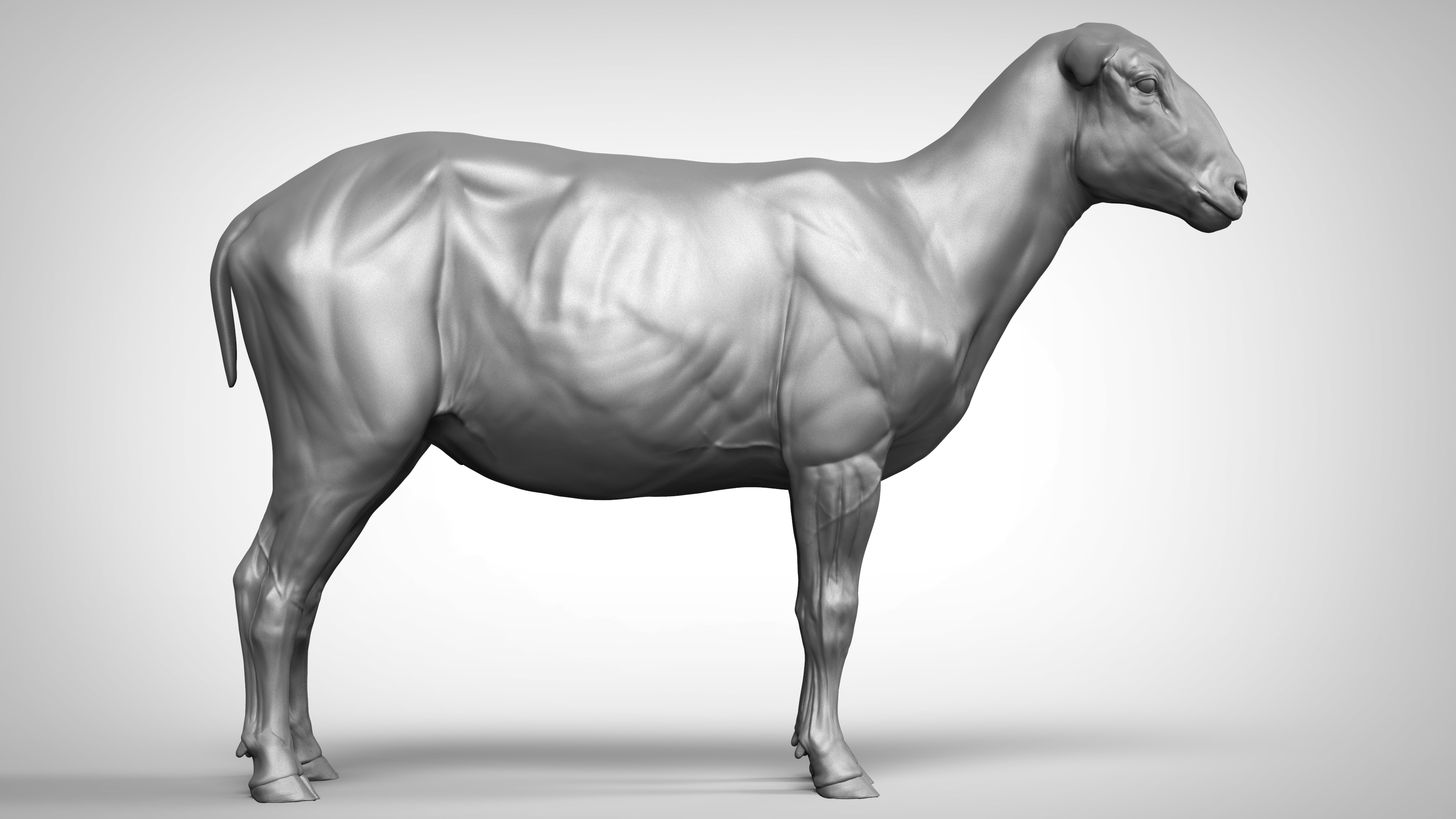 Sheep zbrush 3D model - TurboSquid 1638274