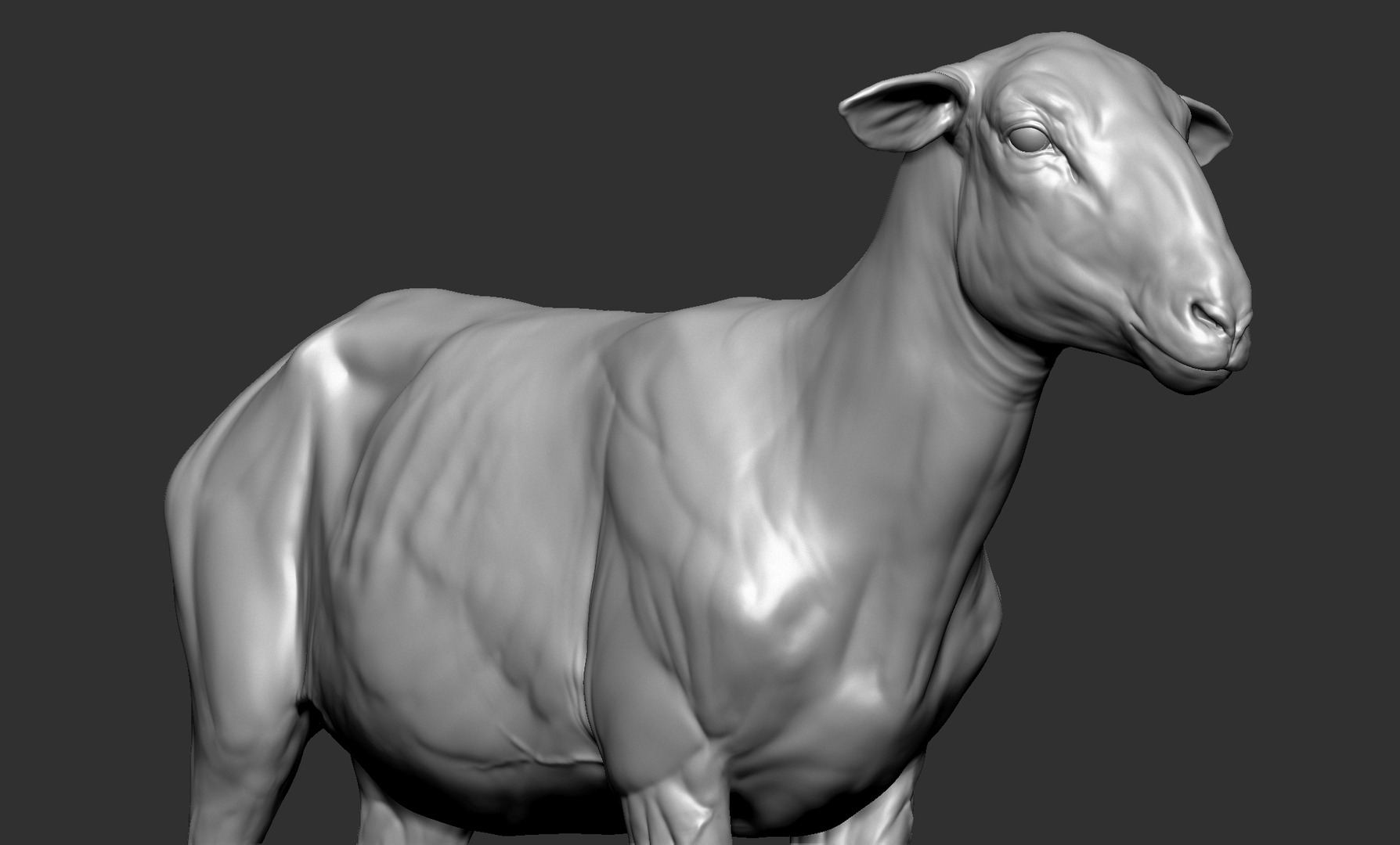 Sheep zbrush 3D model - TurboSquid 1638274