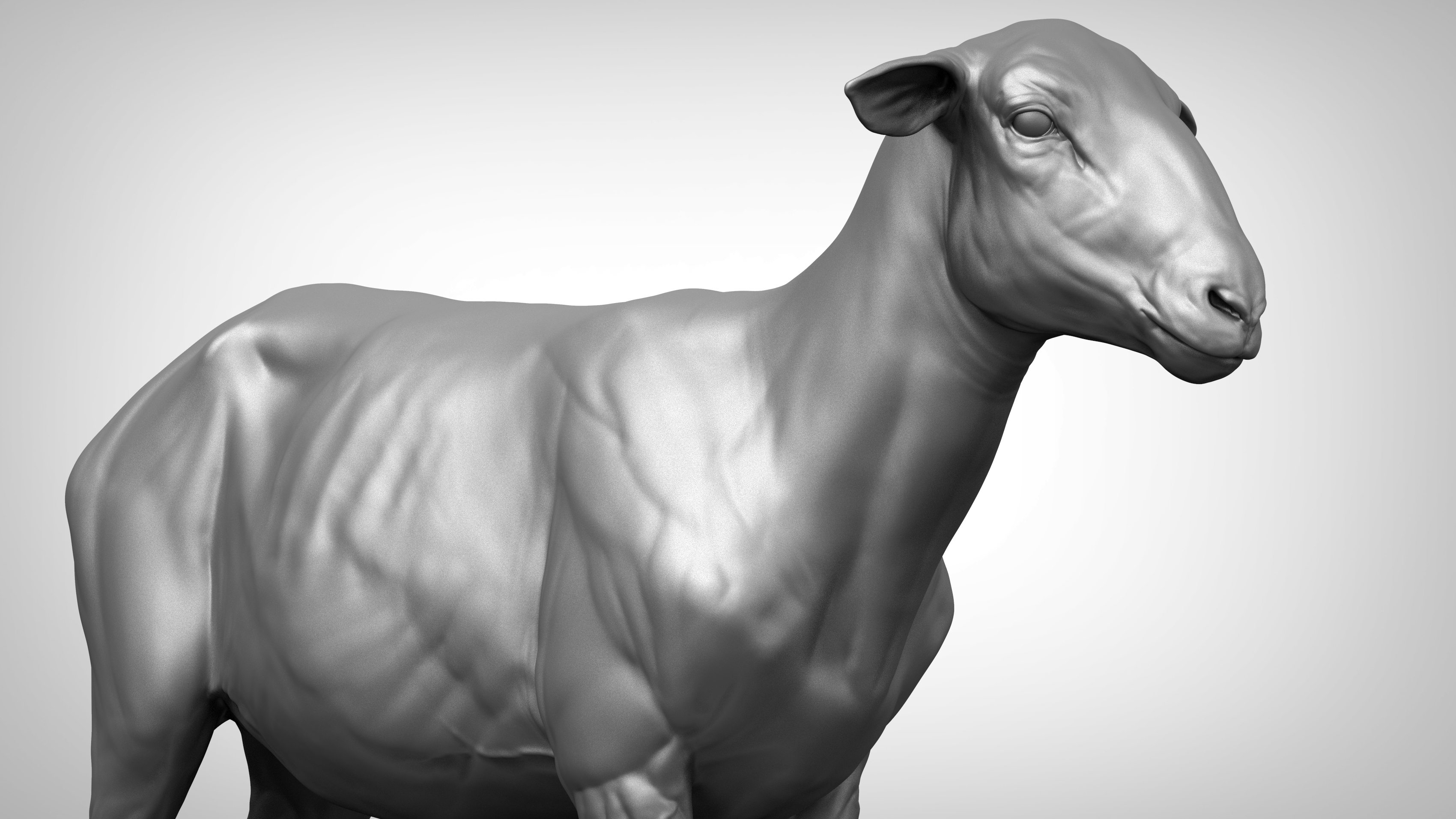 Sheep zbrush 3D model - TurboSquid 1638274