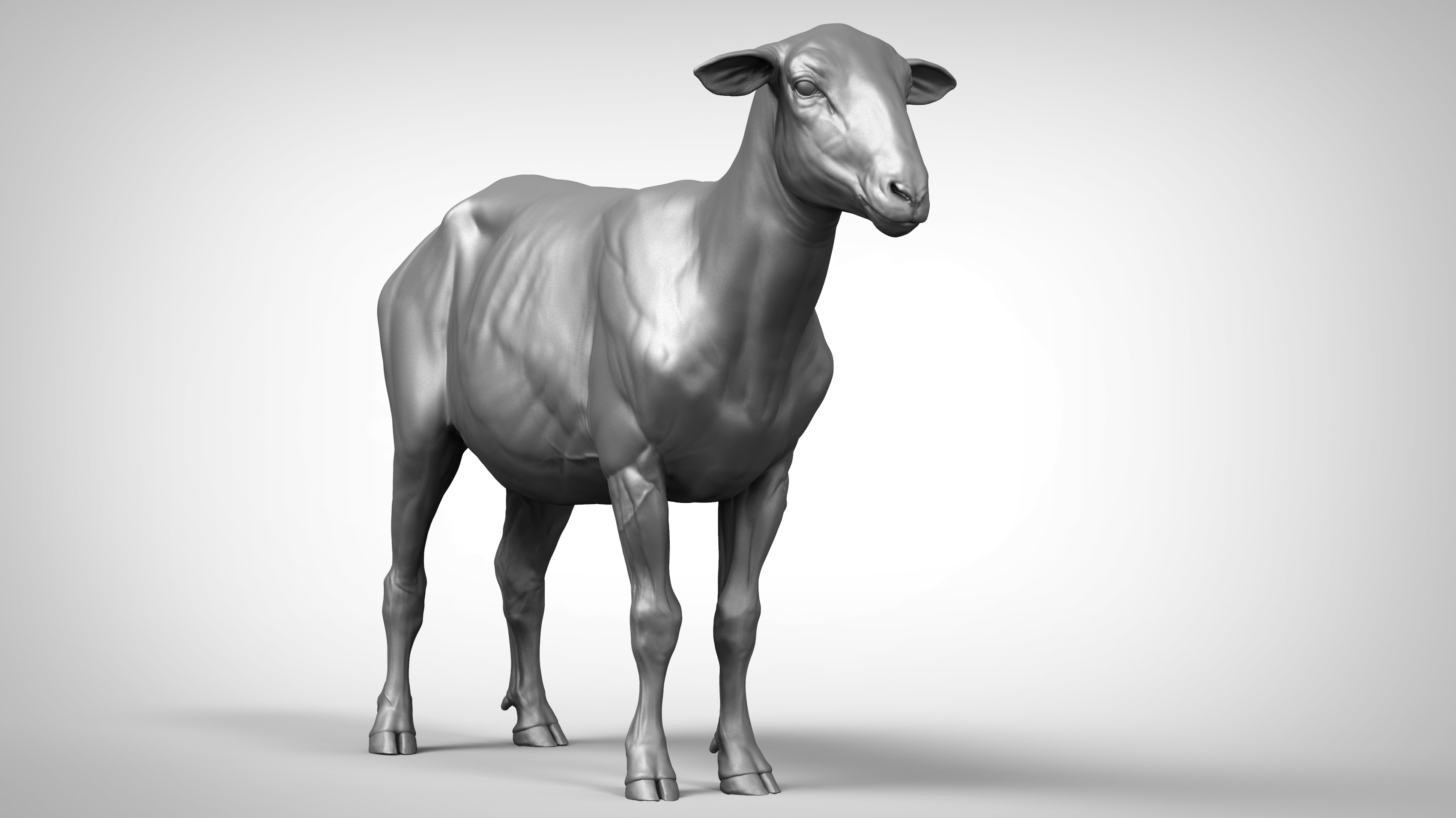 Sheep zbrush 3D model - TurboSquid 1638274