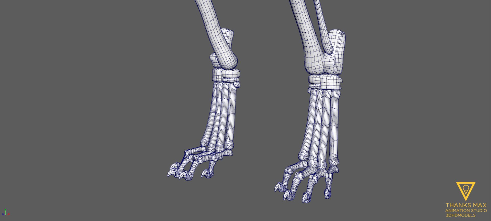 3d canine skeleton bones model