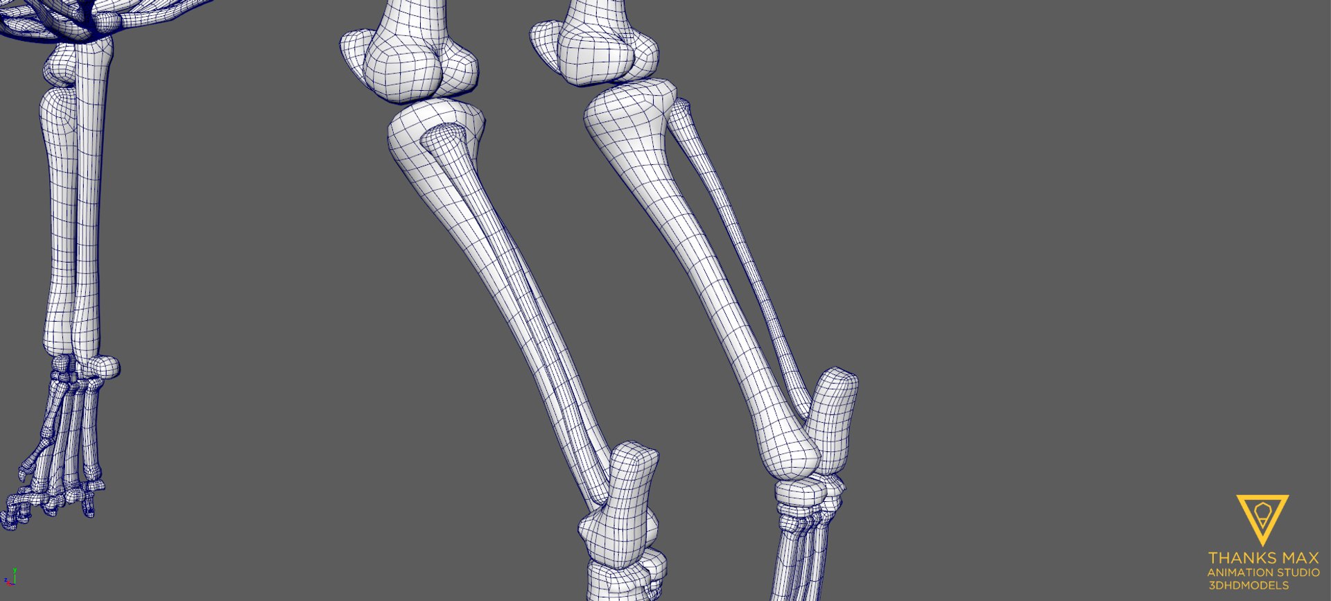 3d canine skeleton bones model