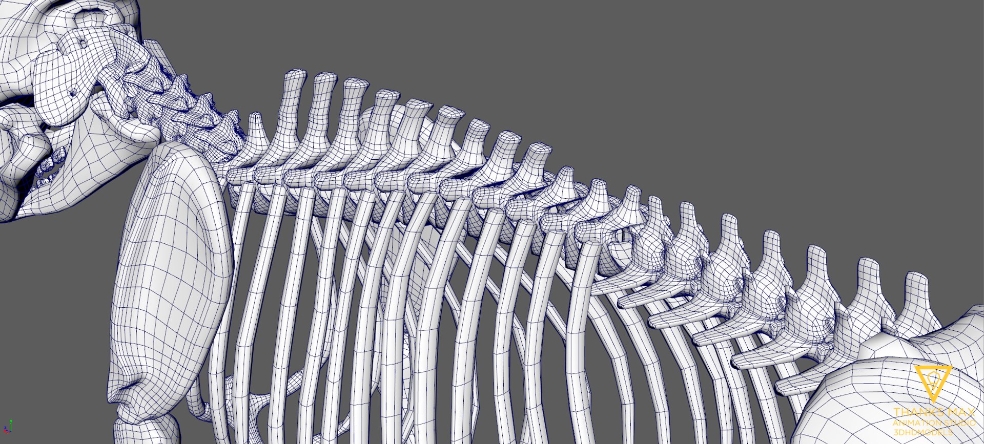 3d canine skeleton bones model