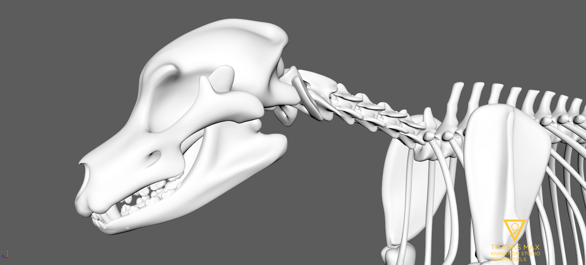3d canine skeleton bones model