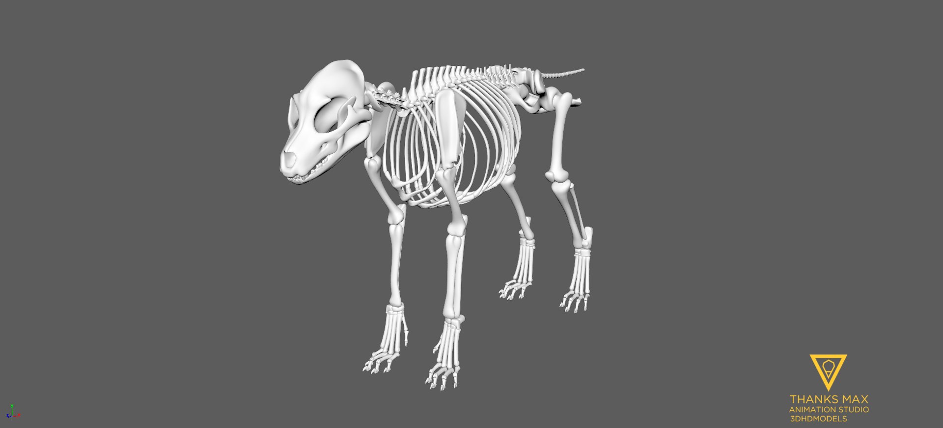 3d Canine Skeleton Bones Model