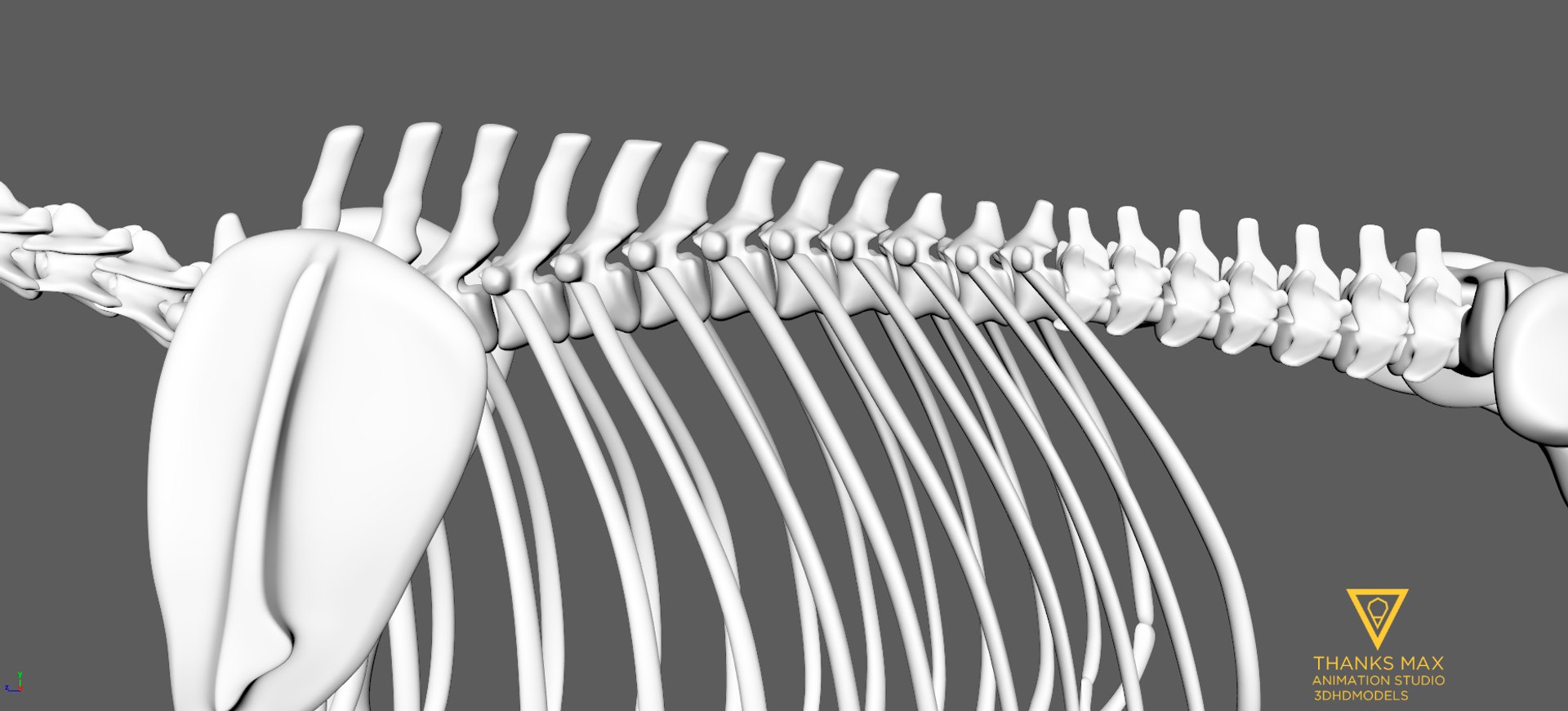 3d canine skeleton bones model