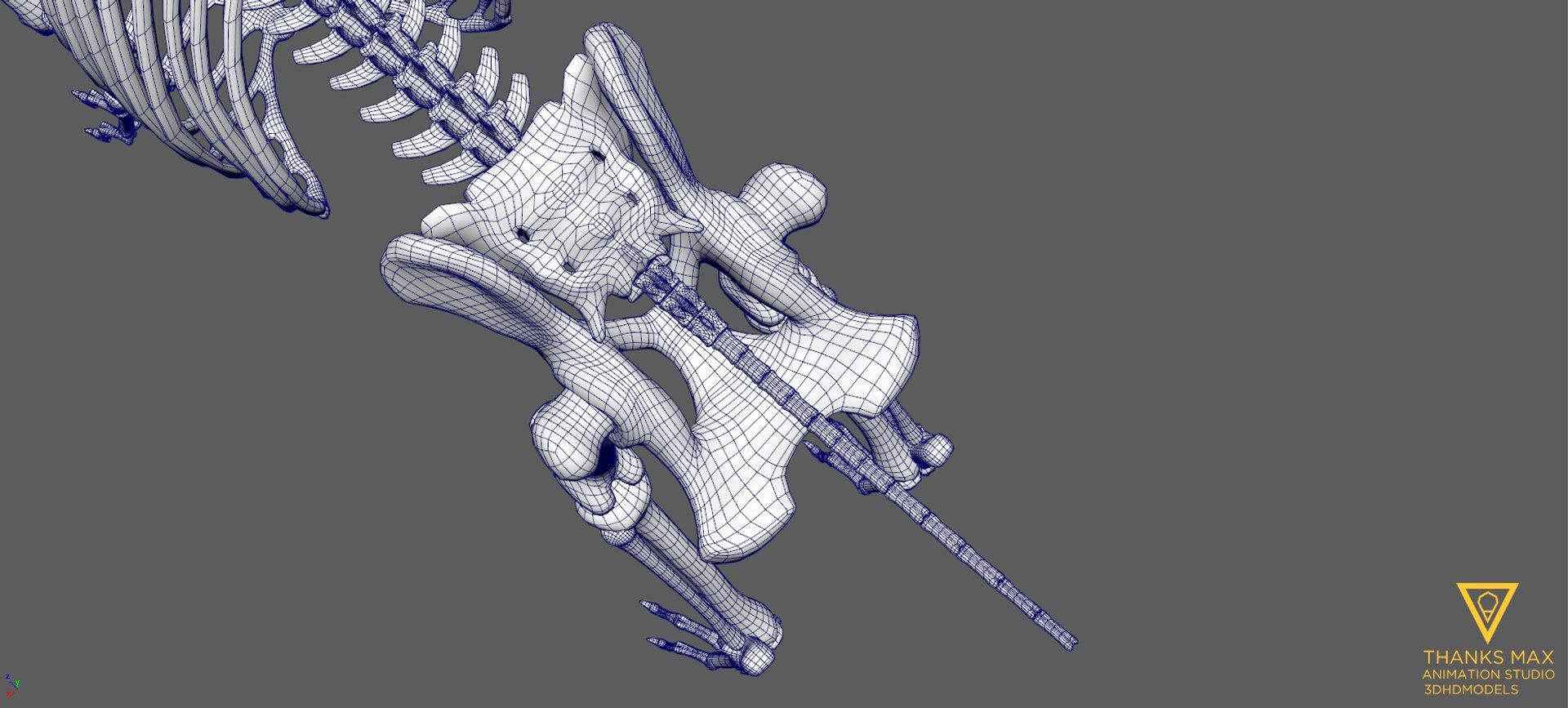 3d canine skeleton bones model