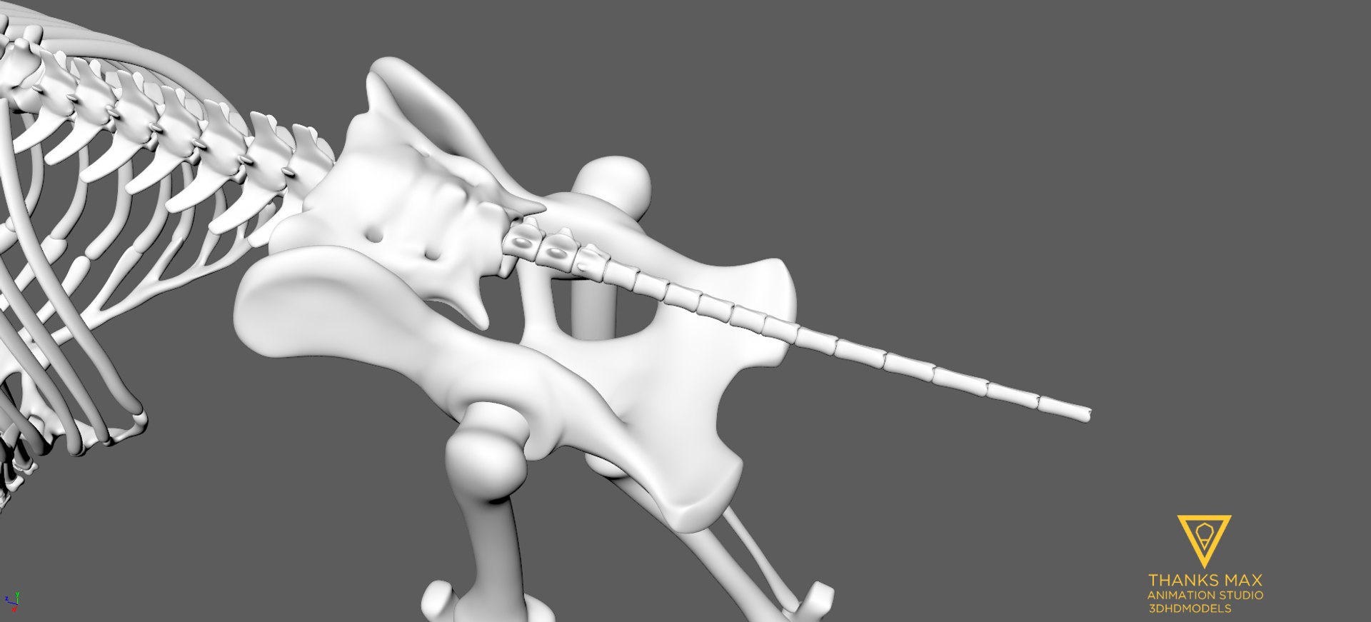 3d canine skeleton bones model