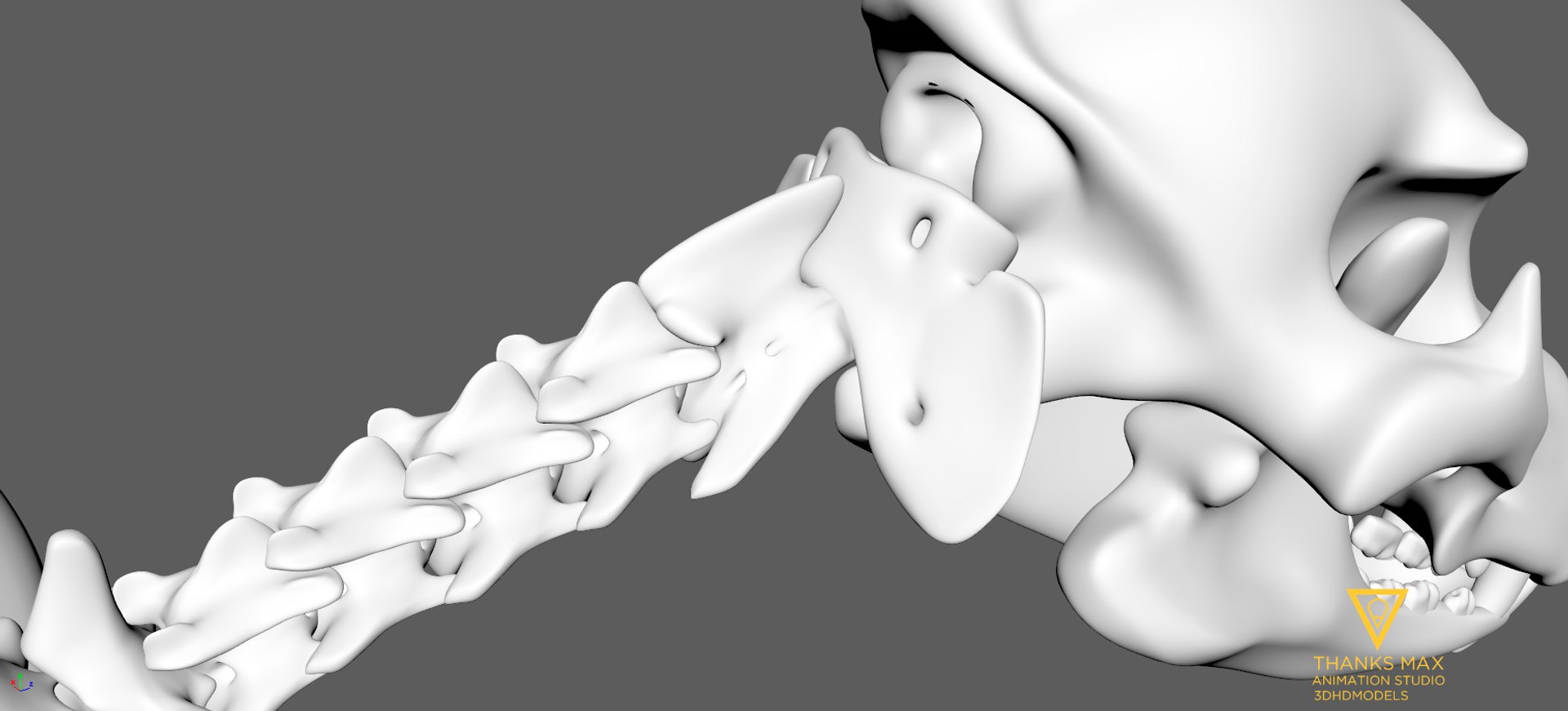 3d canine skeleton bones model
