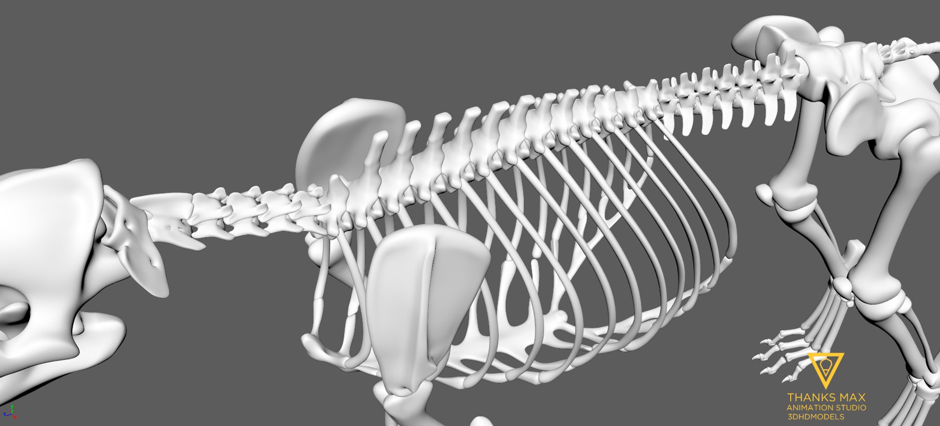 3d canine skeleton bones model