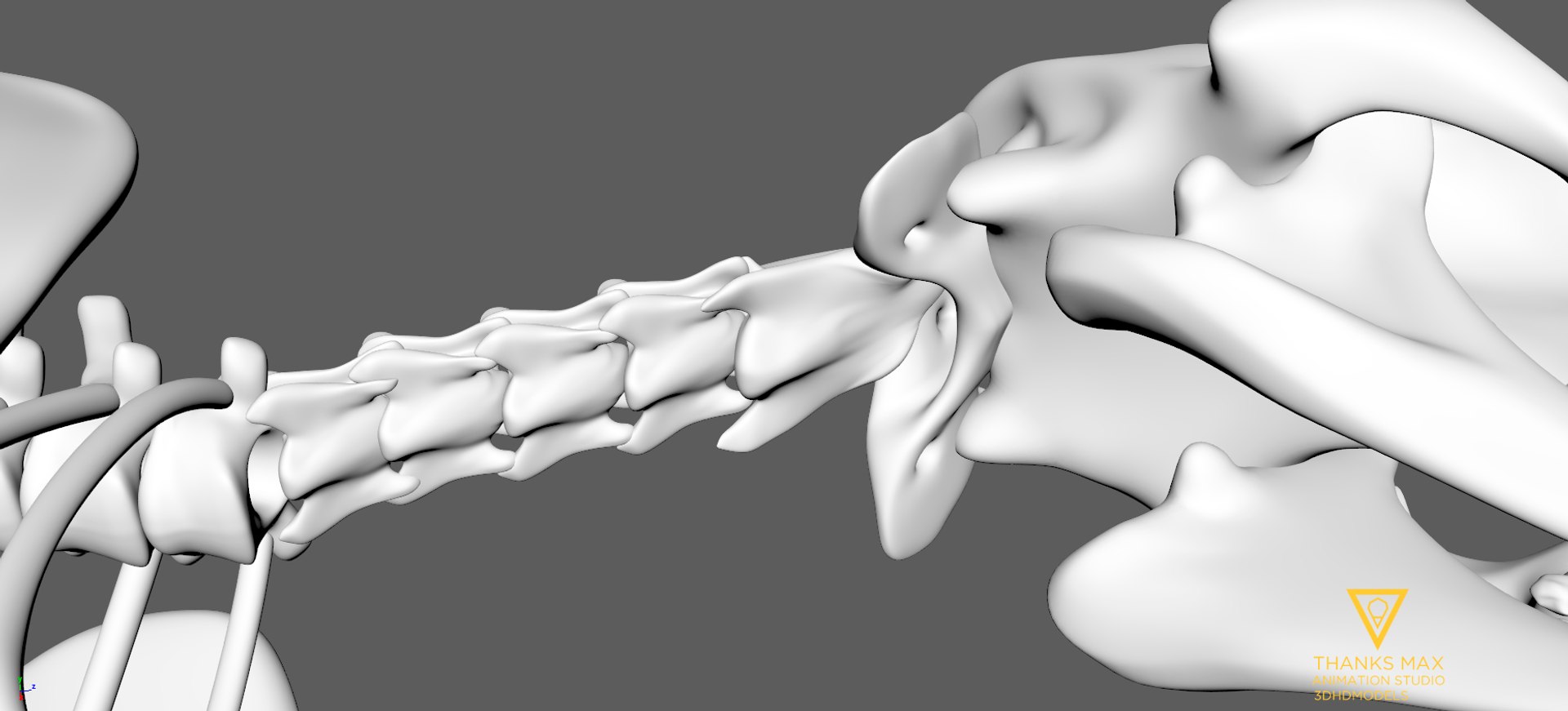 3d canine skeleton bones model