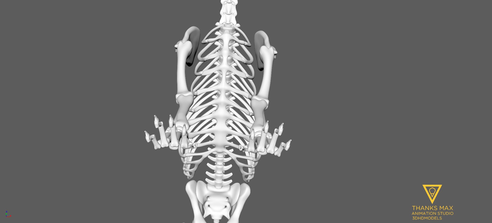 3d canine skeleton bones model