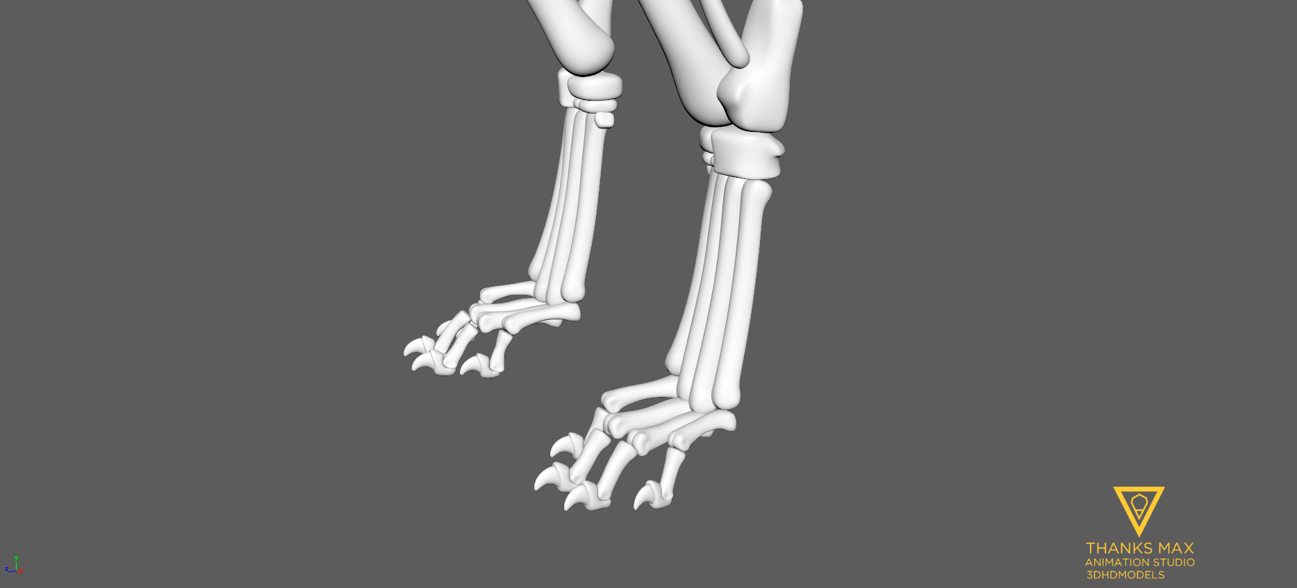 3d canine skeleton bones model