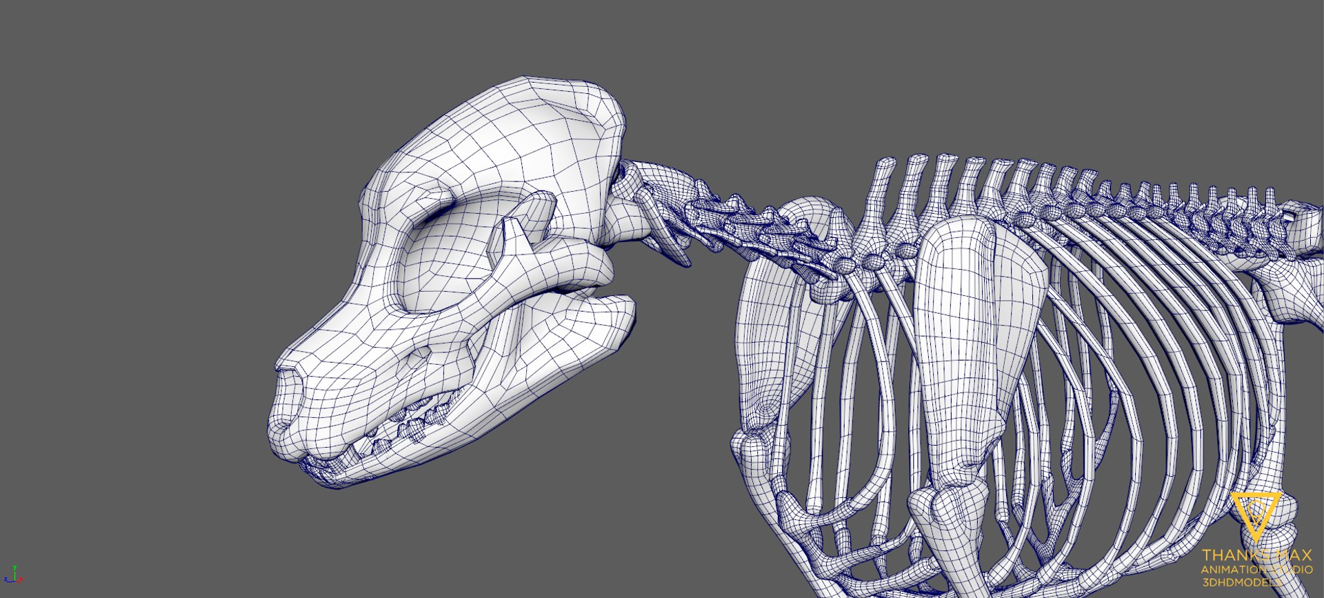 3d canine skeleton bones model