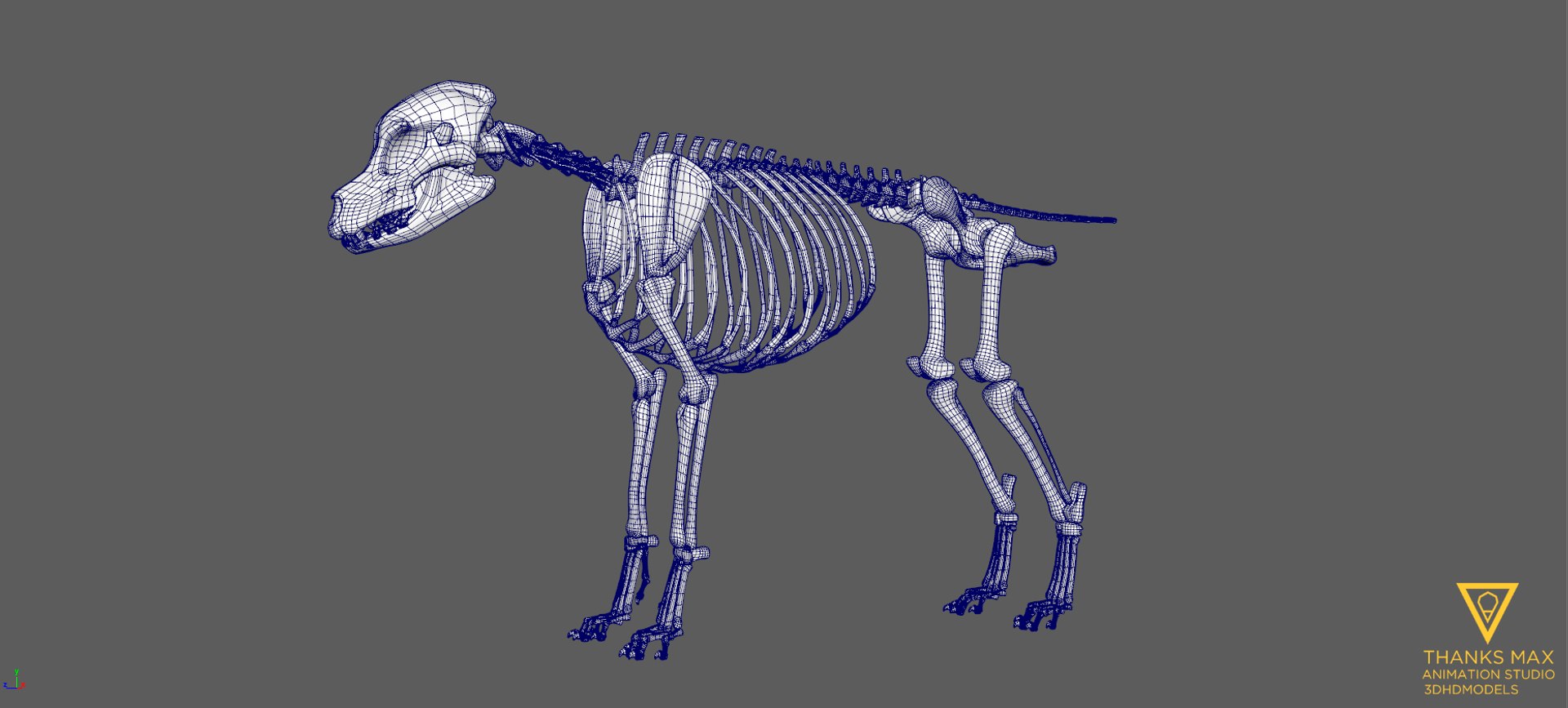 3d canine skeleton bones model