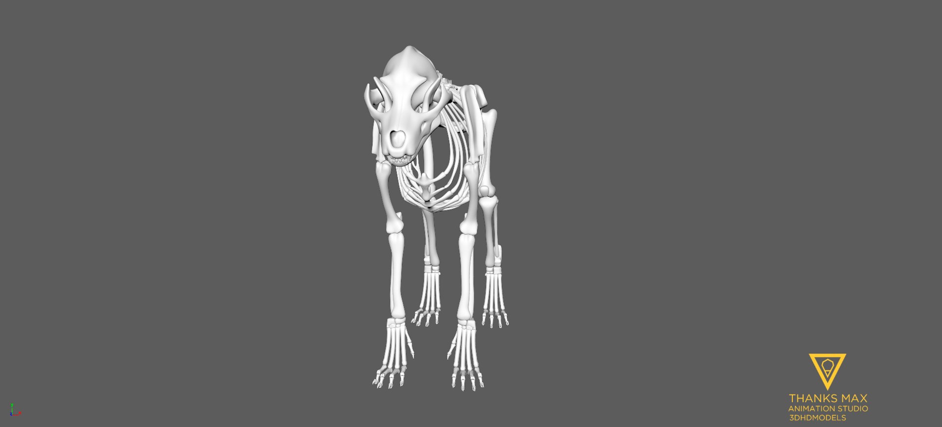 3d Canine Skeleton Bones Model
