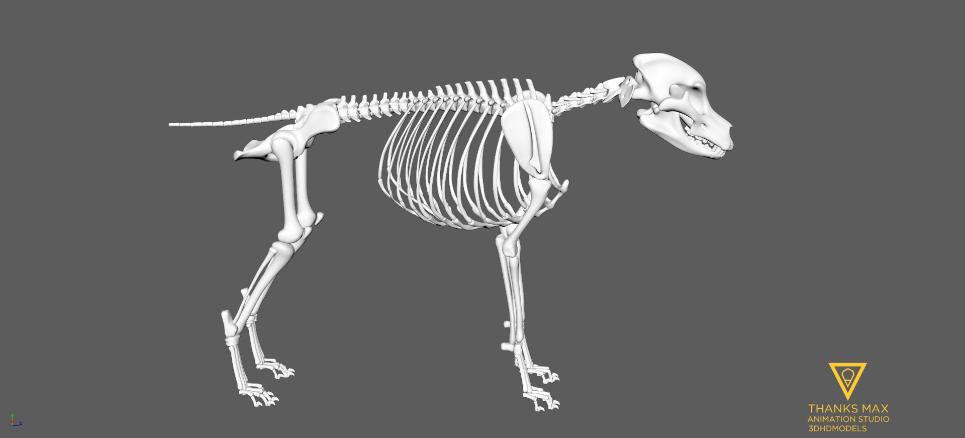 3d Canine Skeleton Bones Model