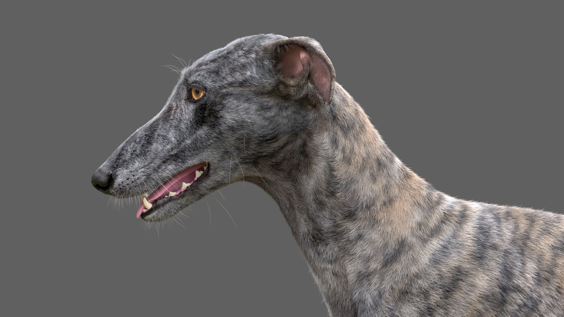 3D greyhound hound fur - TurboSquid 1678003