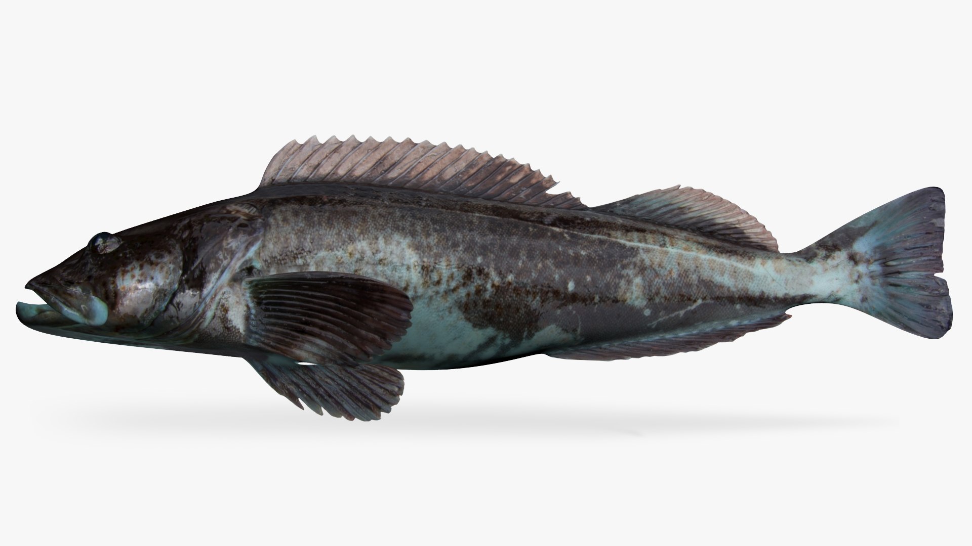 3D Lingcod Ophiodon - TurboSquid 1693444