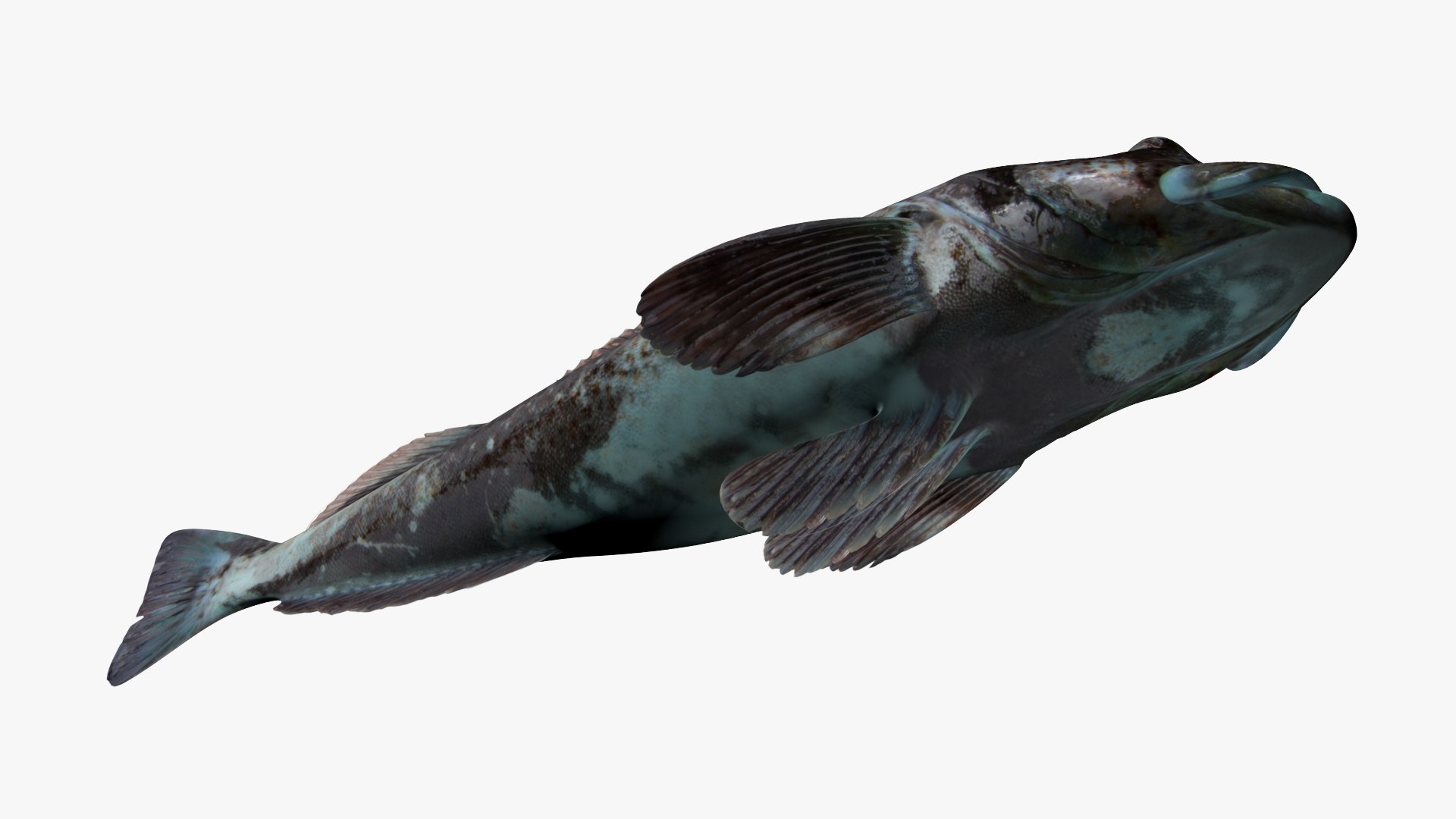 3D Lingcod Ophiodon - TurboSquid 1693444