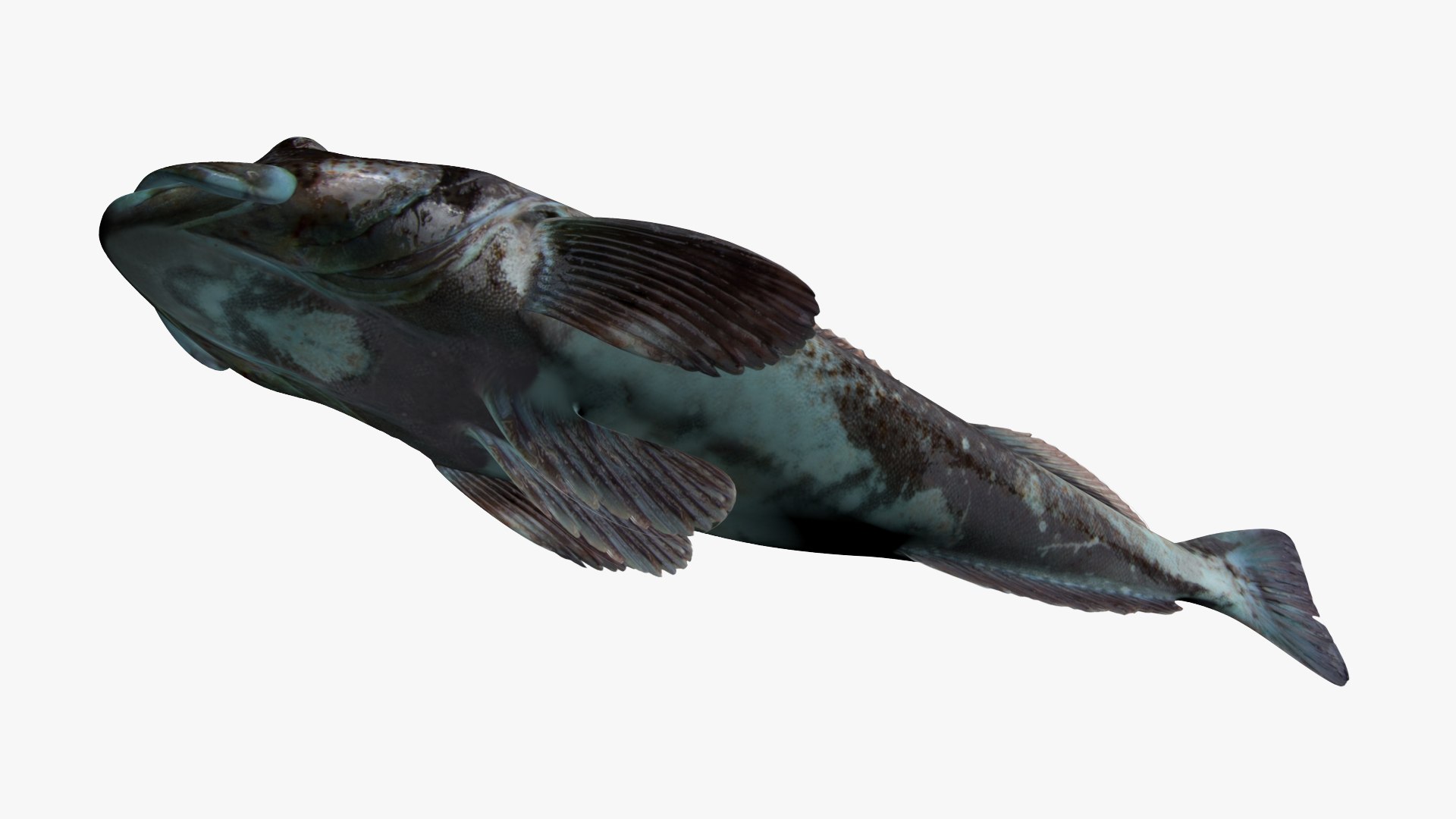 3D Lingcod Ophiodon - TurboSquid 1693444