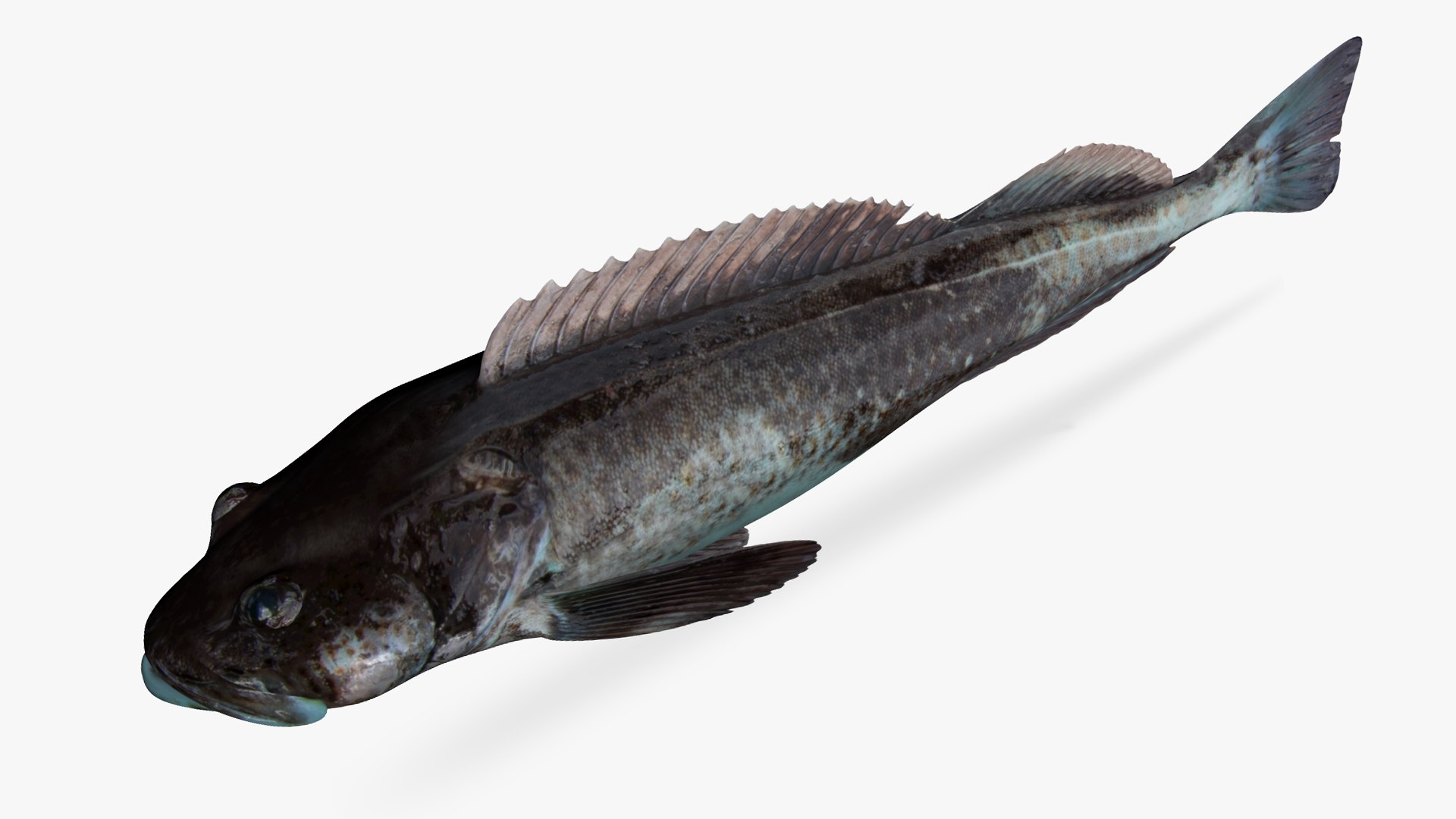 3D Lingcod Ophiodon - TurboSquid 1693444