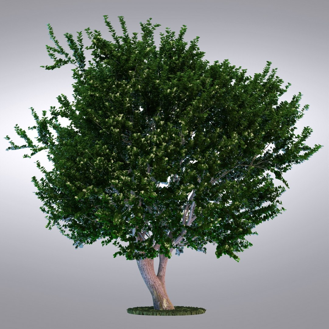 hi realistic series tree 3d model
