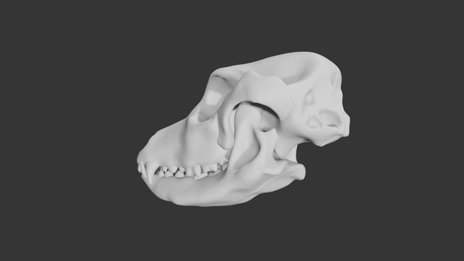 Dog Skull 3D Model - TurboSquid 1775206