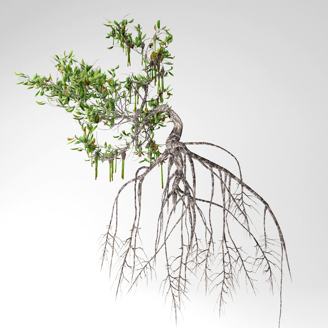 Mangrove Tree 3D Model - TurboSquid 1517907