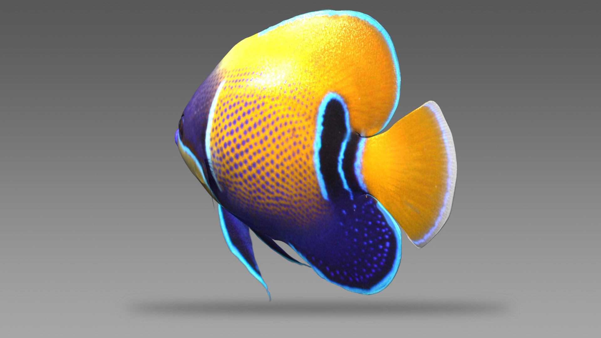 3d model saltwater fish majestic angelfish