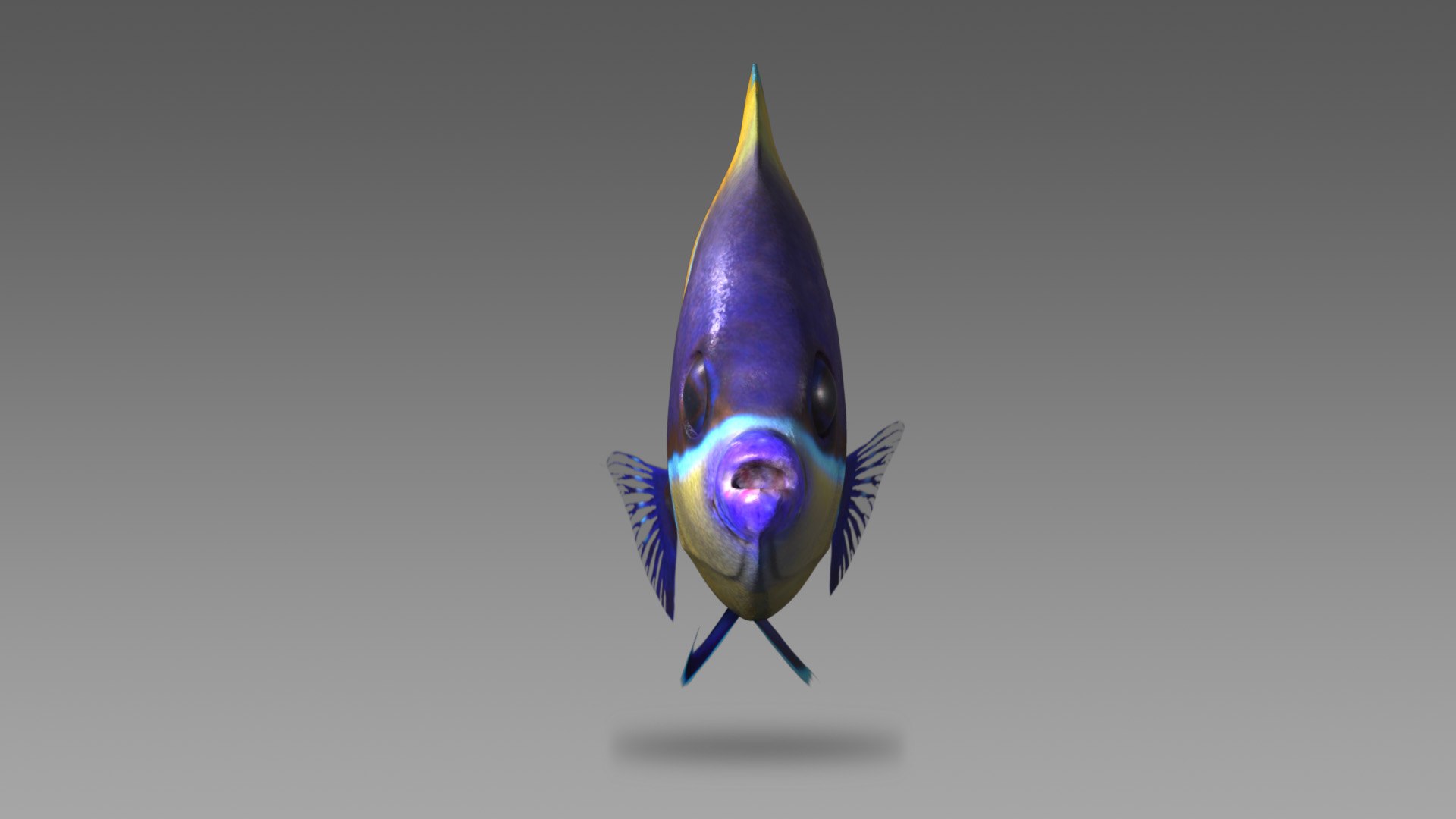 3d model saltwater fish majestic angelfish