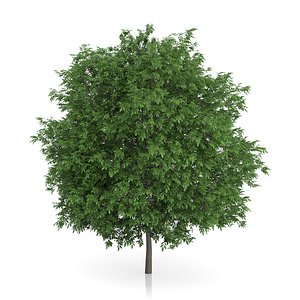 3d Common Walnut Tree Juglans Model