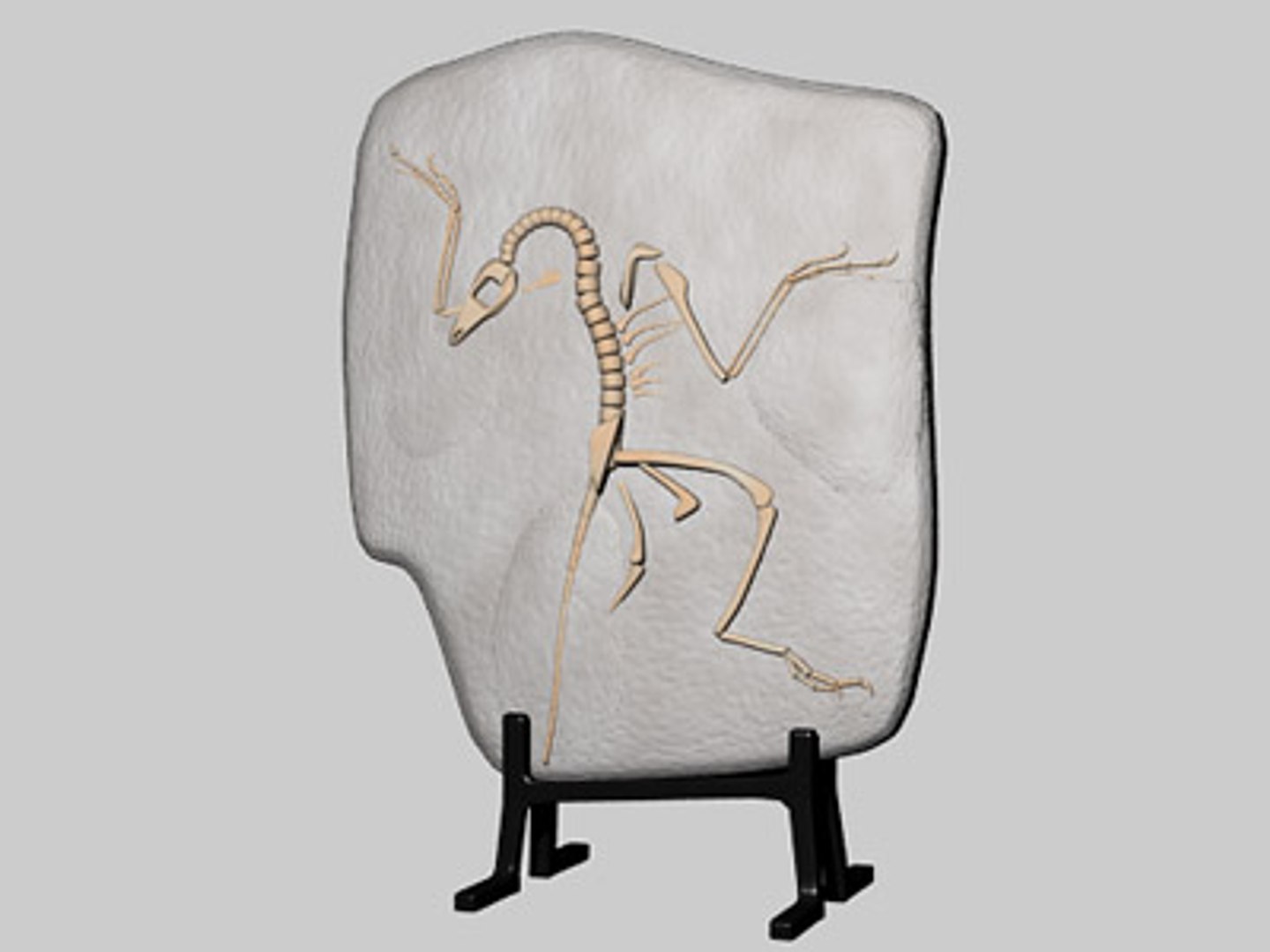 3d Model Archaeopteryx Fossil