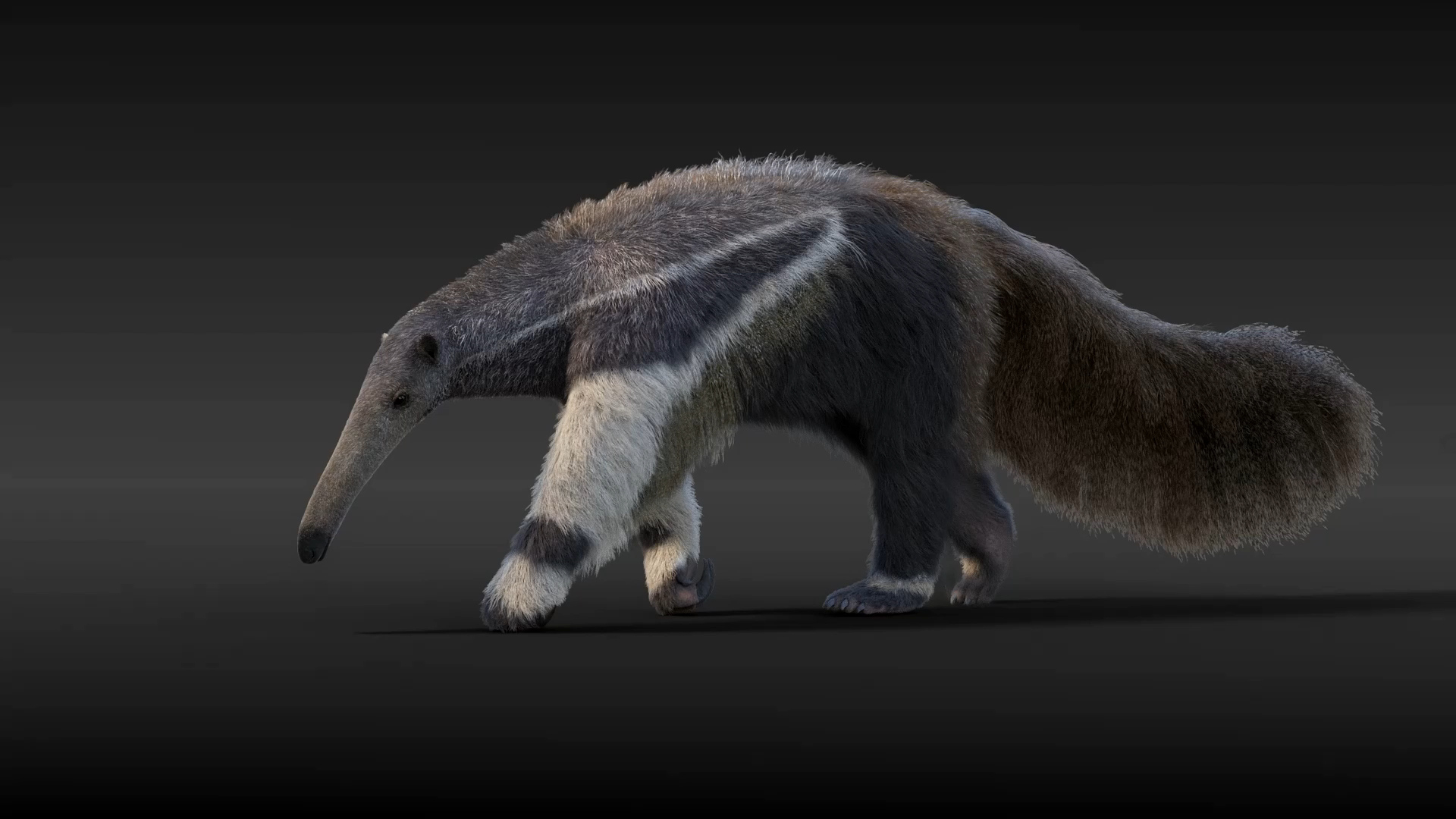 Anteater Animal Mammal 3D Model - TurboSquid 1666822