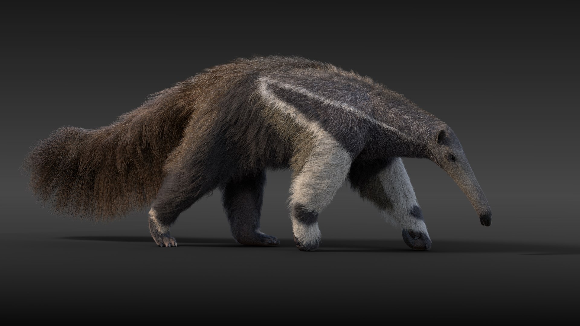 Anteater Animal Mammal 3D Model - TurboSquid 1666822